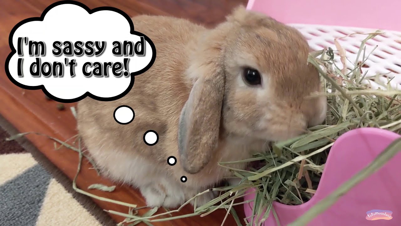 My Teenager Bunnies' Behavior - YouTube