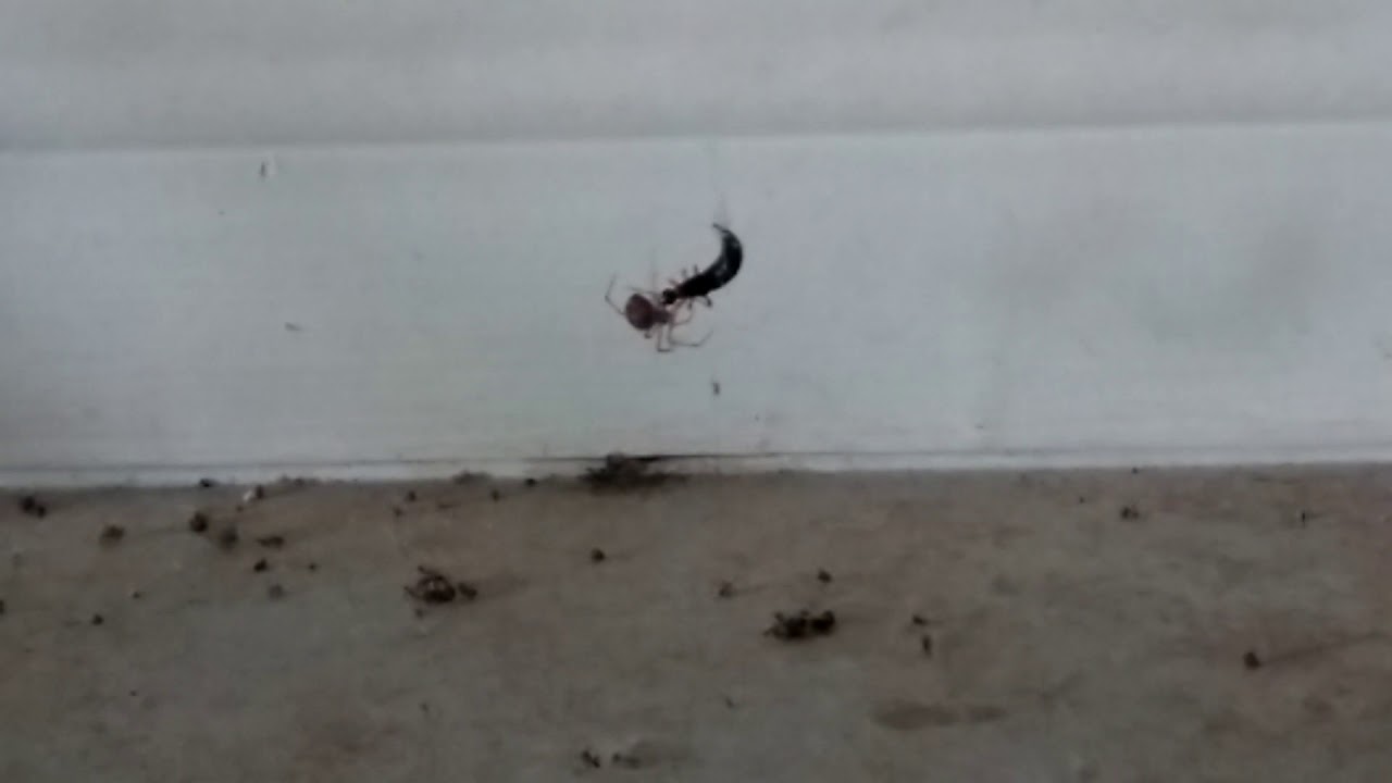 Spider Vs. Slug Creature Part. 1 - YouTube