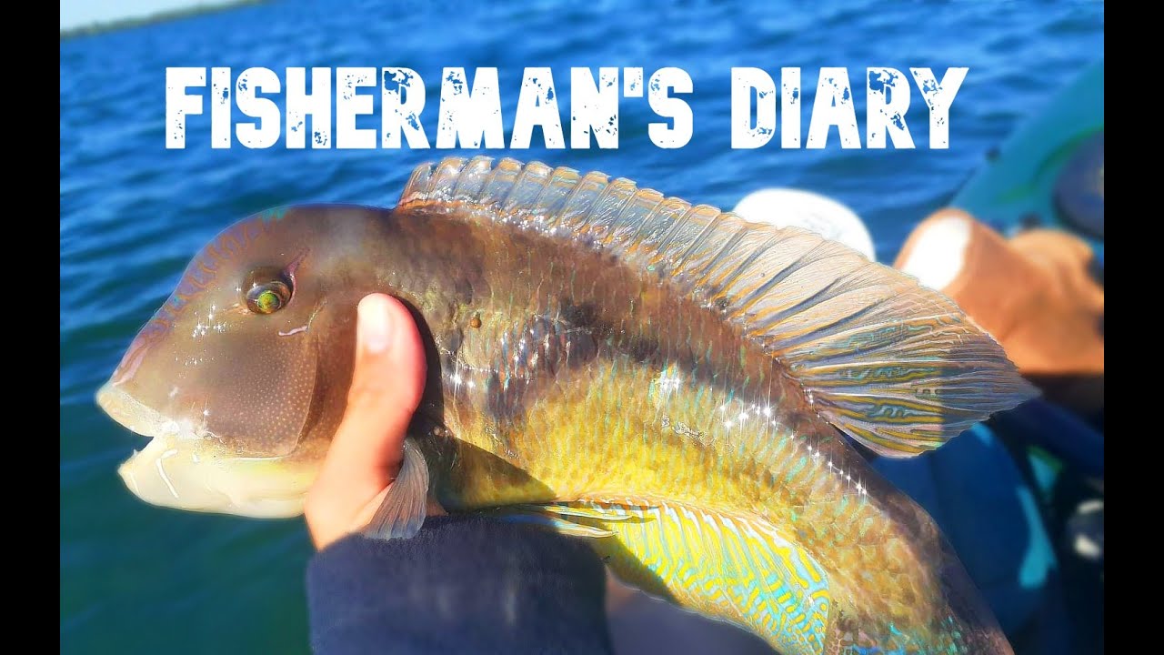 Wellington Point Kayaking - Tuskfish, Bream, Emperor, Wrasse ...