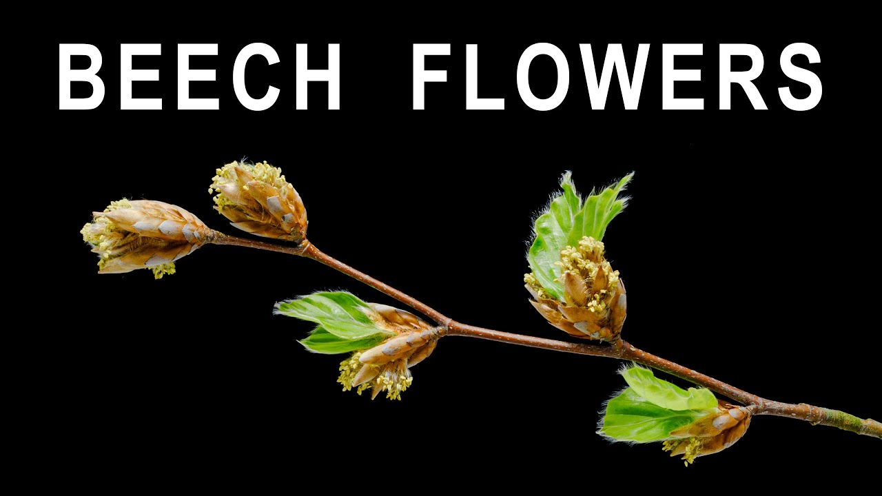 Beech twig flowers and leaves from buds - time lapse [4K] - YouTube