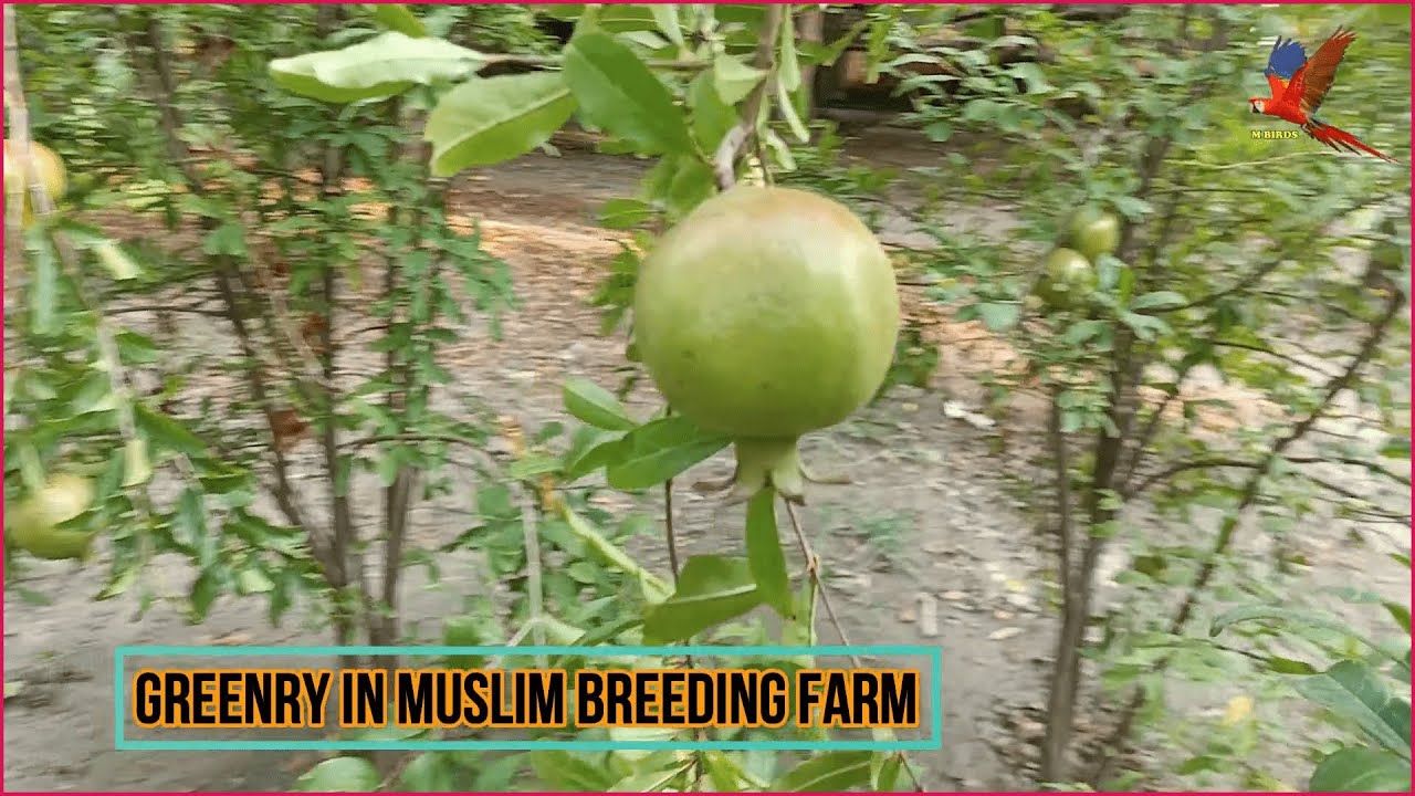 Exploring the Serene Beauty of Muslim Breeding Farm House | Drone ...