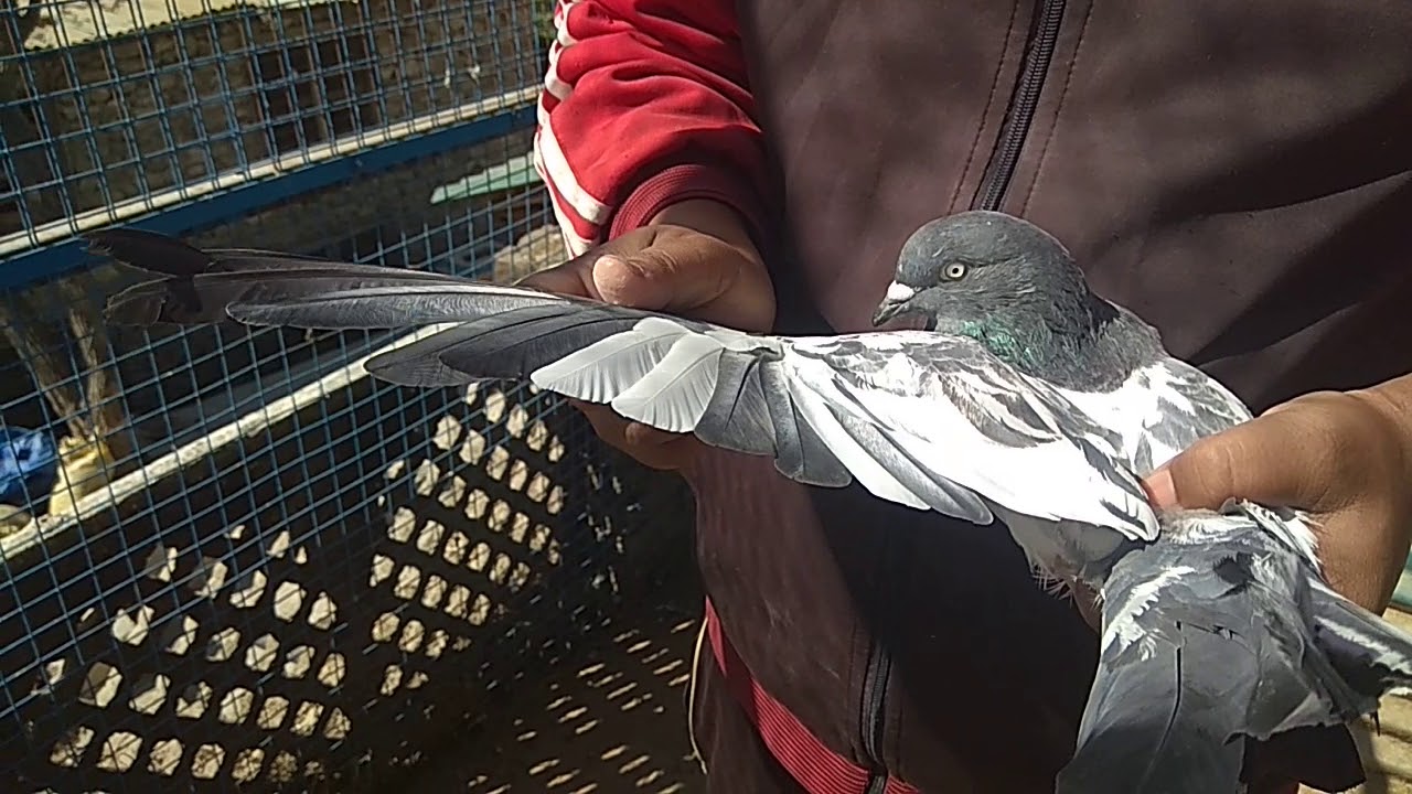 Nepali pigeon kaafra taauke - YouTube