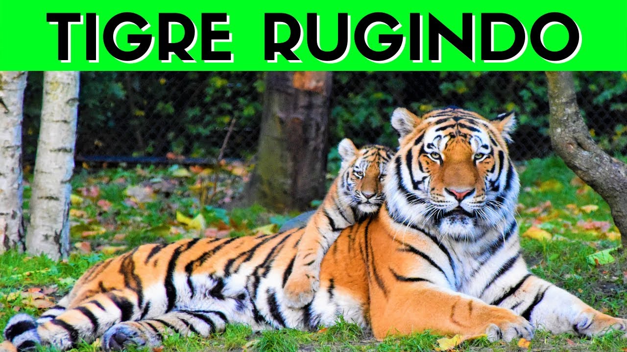 Tigre Rugindo | Som De Tigre Rugindo | Barulho De Tigre | Grandes ...