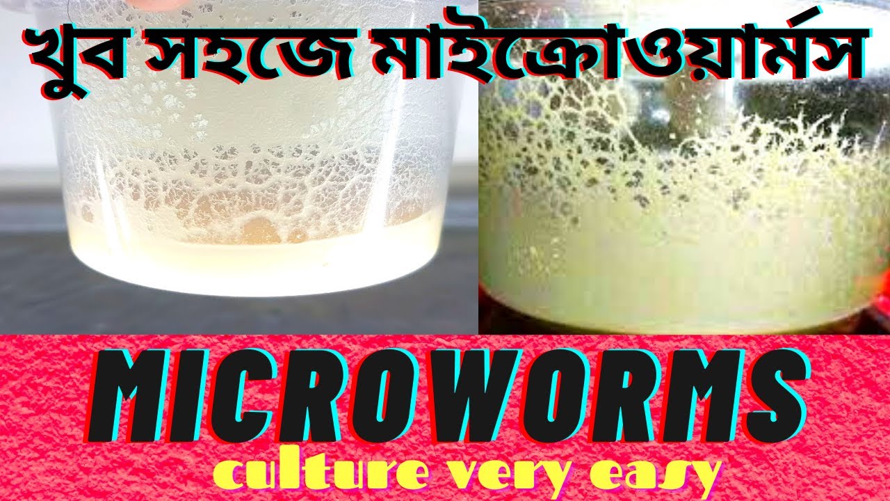 মাইক্রোওয়ার্মস কালচার করার সহজ পদ্ধতি/ very easy to culture microworms ...
