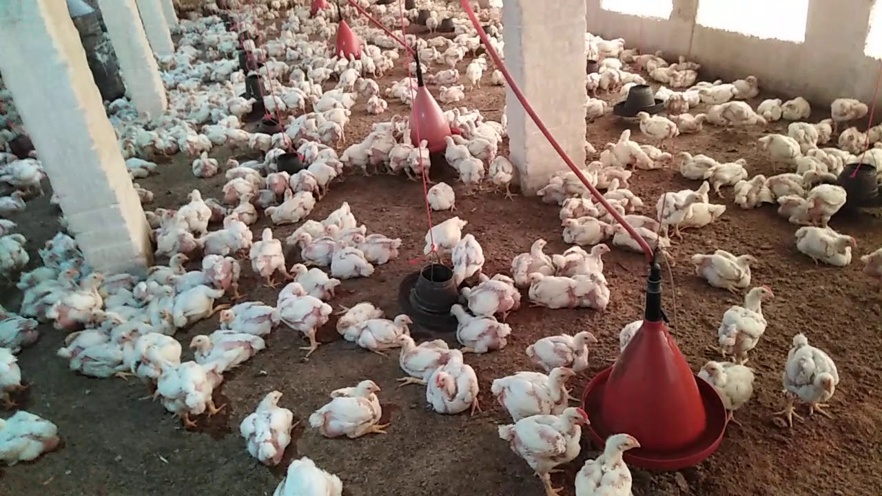 Hen farming in Pakistan. ALHAMDULILLAH. new flock. 29 days - YouTube