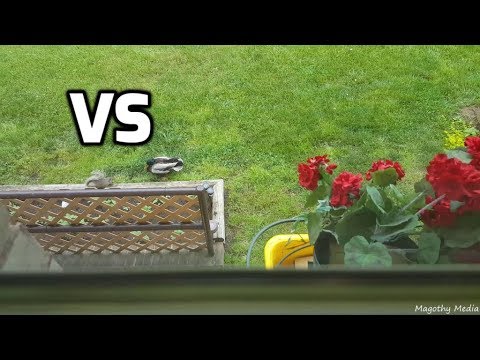 Duck vs Squirrel - YouTube