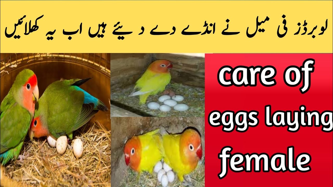 how to care love birds after eggs laying | love birds ka andde dane k ...