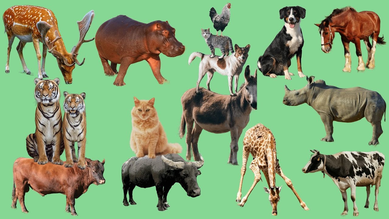 Animal World | Animal Planet | Animal Sounds | Familiar Animals ...