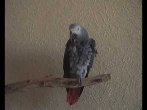 geveze papagan Coco1