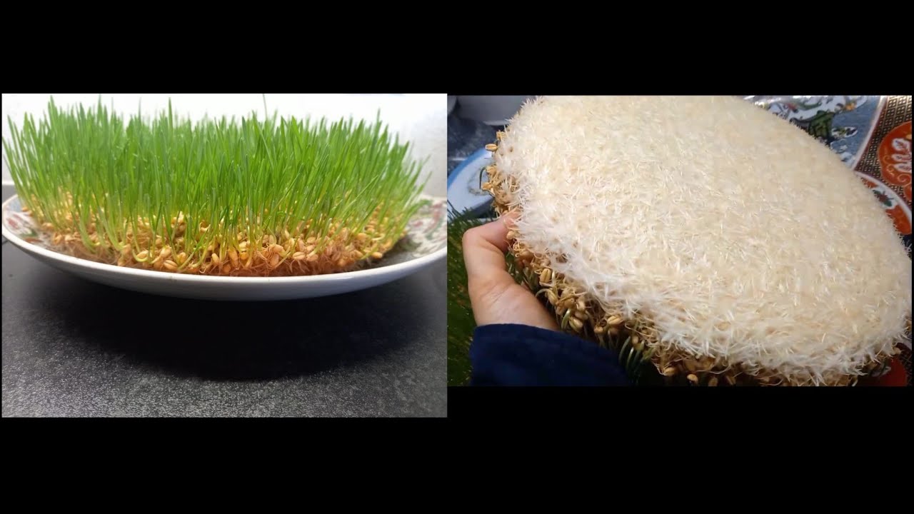 How to grow wheat sprout for SAMANAK /SAMANO.(part one) - YouTube
