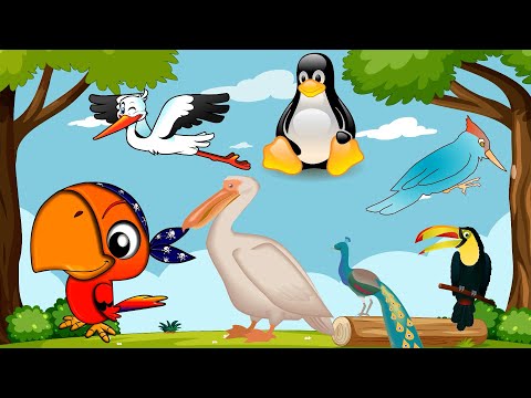 Kuşları Öğreniyoruz | Uçan Hayvanları Tanıyalım | Okul Öncesi Eğitim Videoları #hayvanlarıtanıyalım