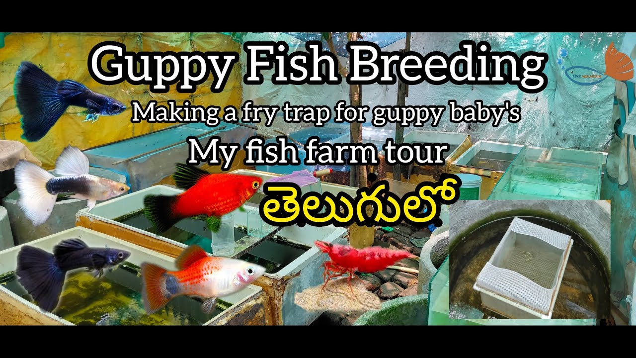 Guppy fish farm | Making a breeding cage for guppies | My fish farm ...