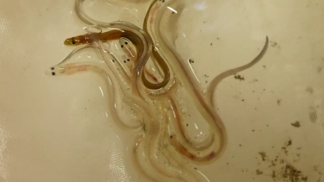Glass eels and elvers from a Shannon estuary tributary - YouTube