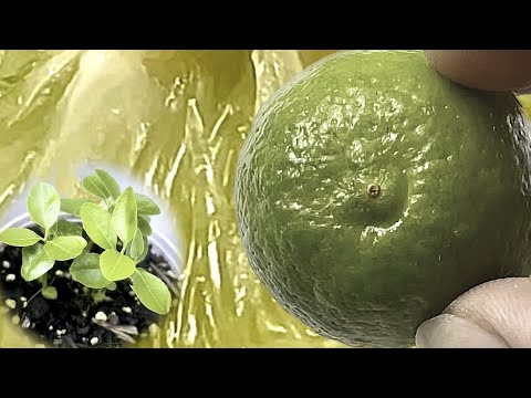 Key Lime Tree From Seed - YouTube