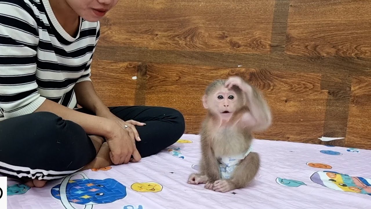 BeeBoy Repeatedly stretching His head With Innocent Face can Not ...