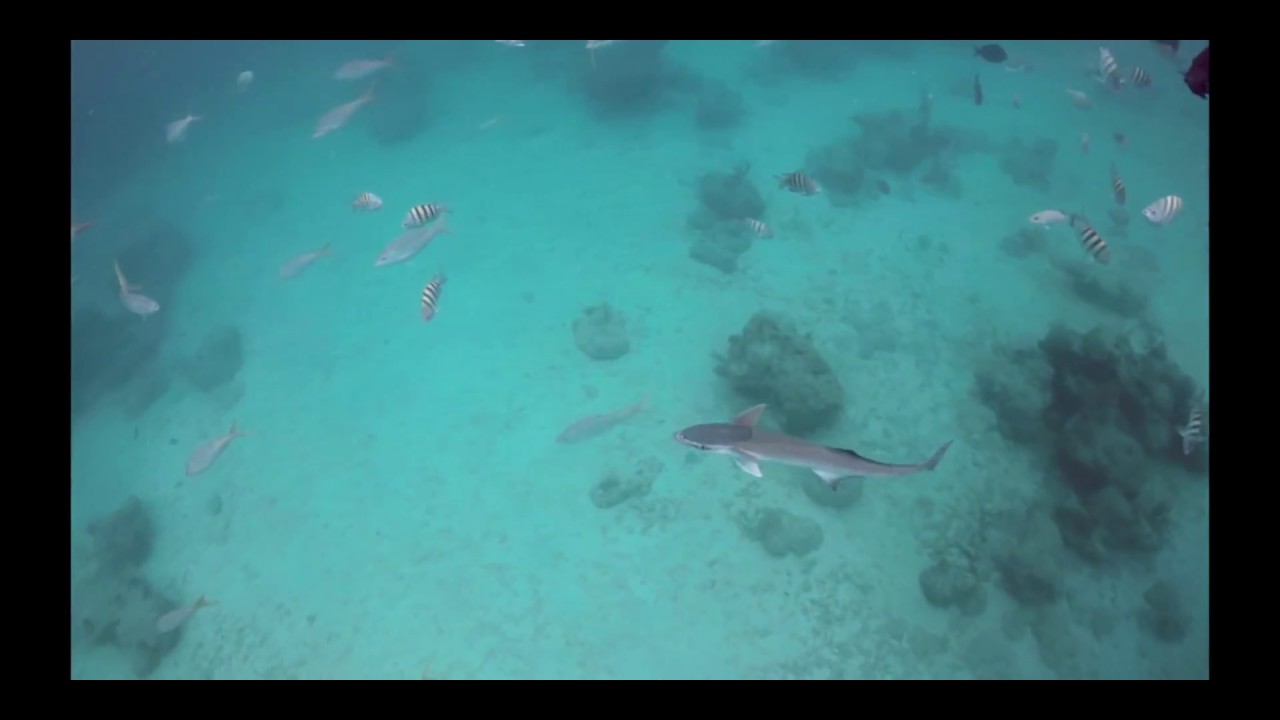 Remora-remora/Common Remora © Mike Ramos - YouTube