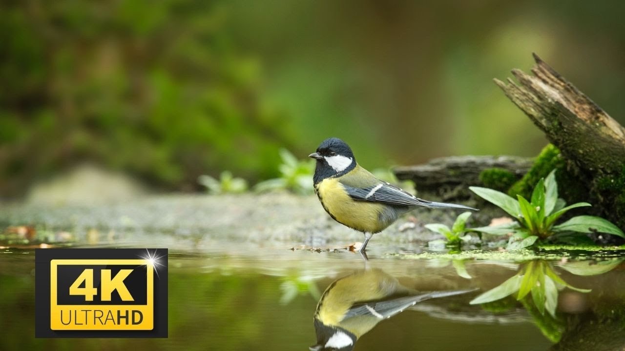 [Natural sound and 4K video] Natural Sound of water, Relief Stress ...