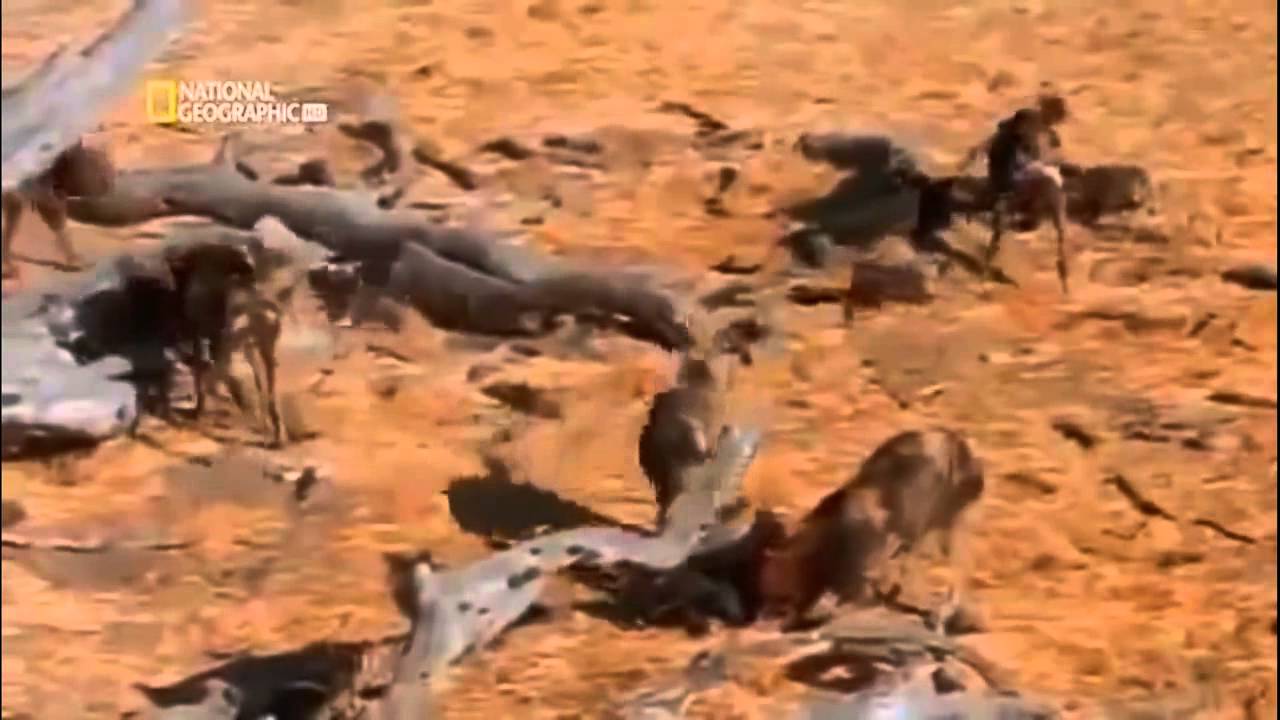 Animal Planet Channel 2015 Wild Life Documentary Wildlife Documentary ...