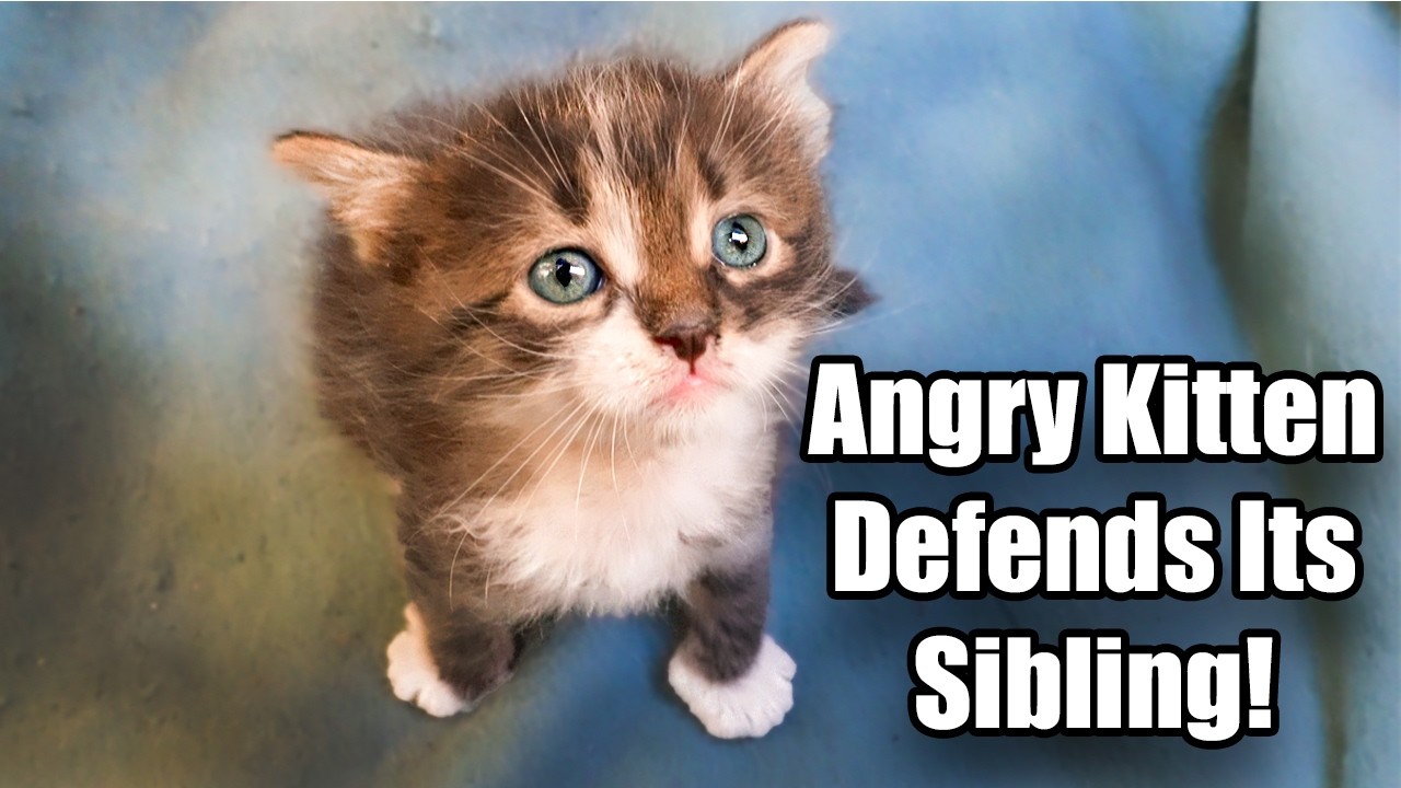 Angry Kitten Defends Its Sibling – Funny Cat Compilation | Lucky Paws ...