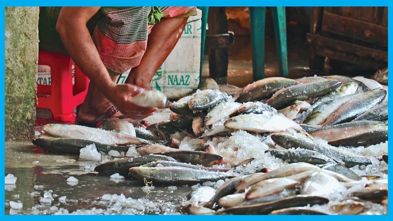 Biggest Hilsa Fish Market (Part 28) - Thousands of Big Hilsa | Fish ...