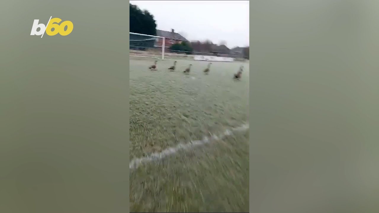 This Soccer Game Was Postponed on Account of Goose Poop - YouTube