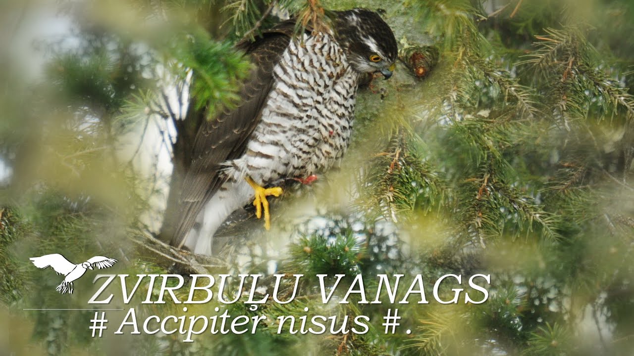 Putni / Birds : ZVIRBUĻU VANAGS /Accipiter nisus/. - YouTube