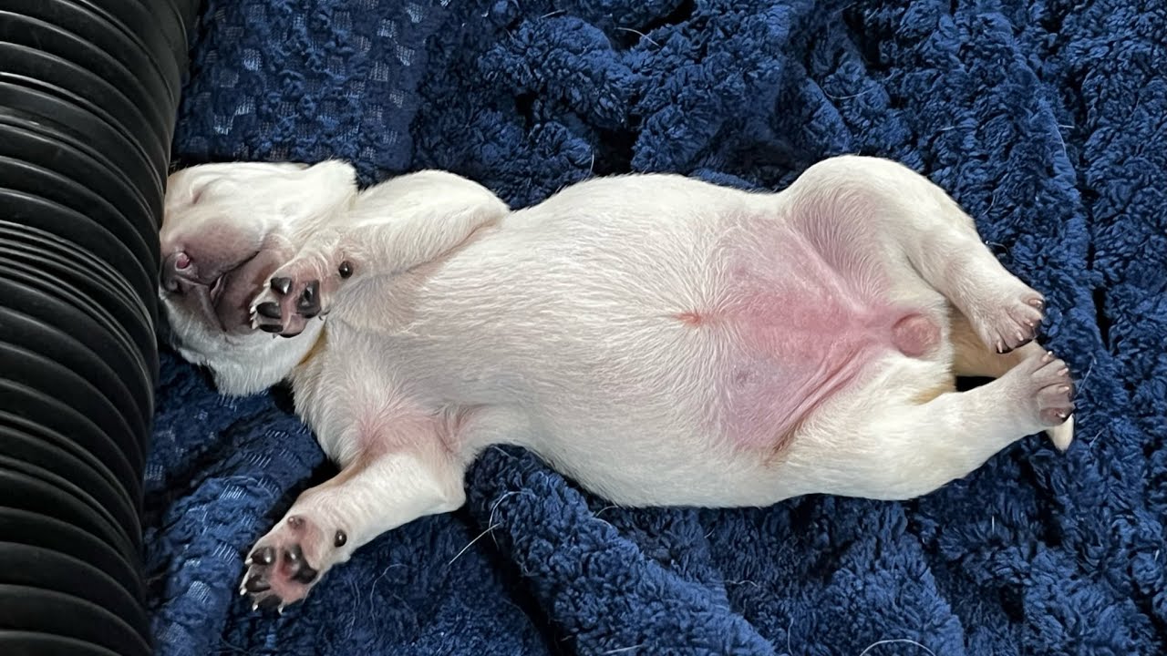 Puppy Cam LIVESTREAM! 11 Day old Lab Puppies - SO CUTE! #cutepuppies # ...