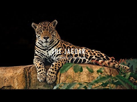The Jaguar, the powerful feline now has its own International Day: November 29 | Saga Animals