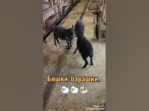 #барашек #забавныеживотные #игры #рекомендации #shorts - YouTube