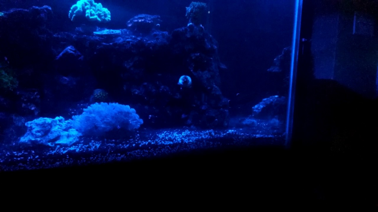 Yellow & Purple wrasse goes to bed - YouTube