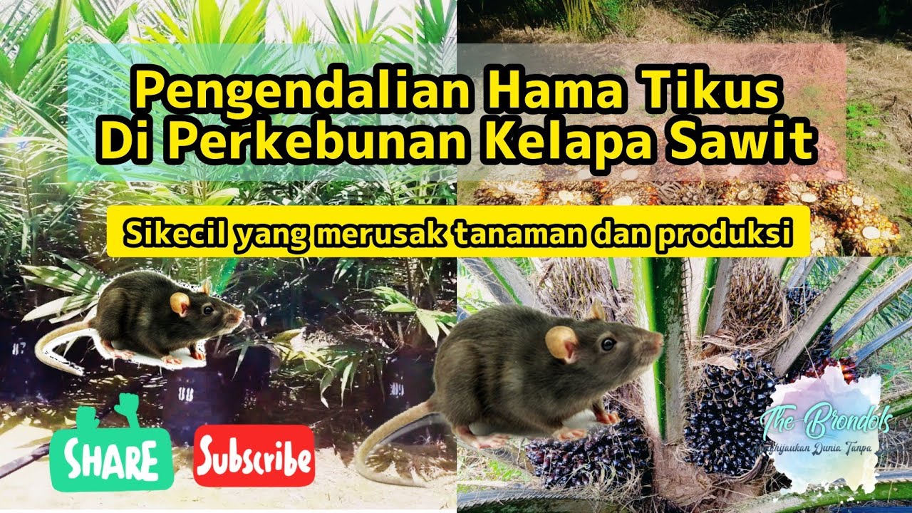Pengendalian Hama Tikus Di Perkebunan Kelapa Sawit Part-1 - YouTube