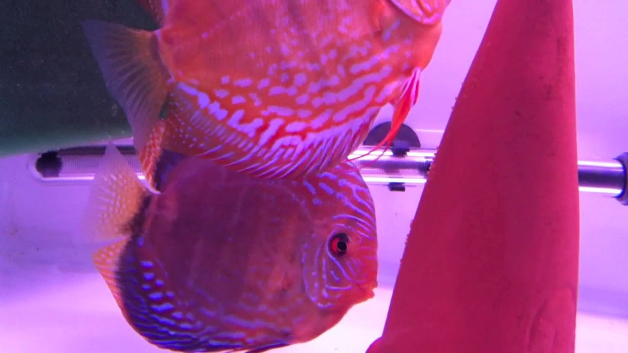 Discover Discus -Top Quality F1 Wild Curipeuas - YouTube