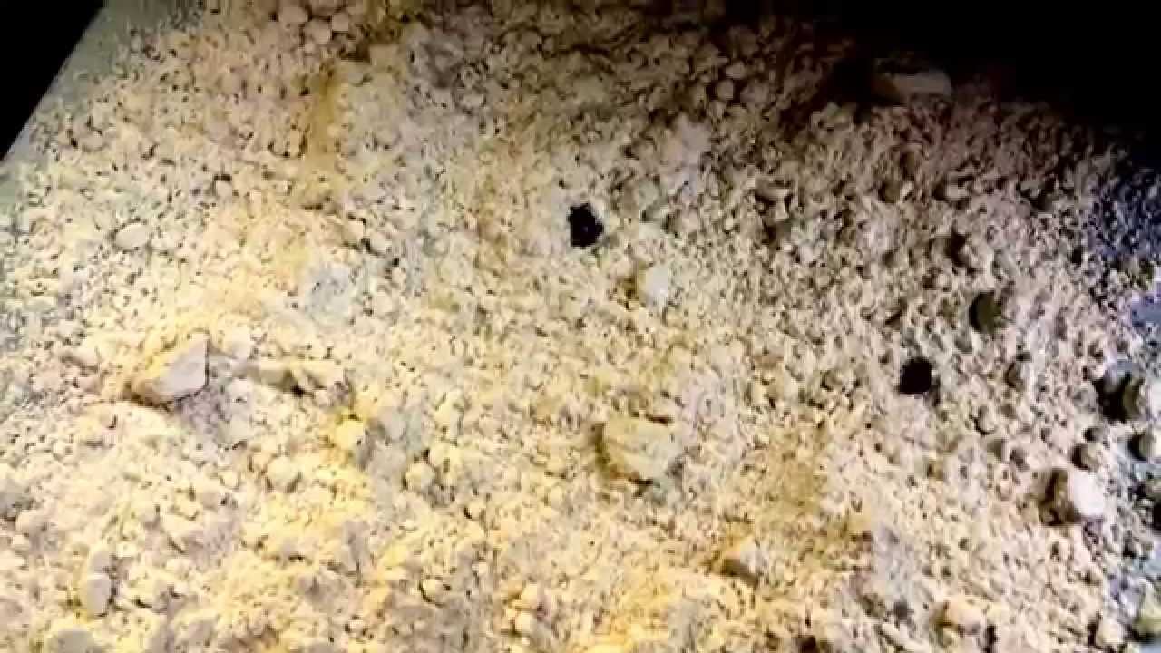 Small Hive Beetle Trap - Bottom Tray with Lime Dust - YouTube