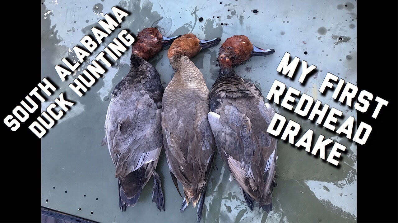 Public Land Diver Duck Hunt | Shooting Redheads on Open Water - YouTube