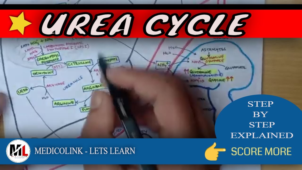 Urea Cycle (Ornithine Cycle) STEP BY STEP || Disorder and Treatment ...