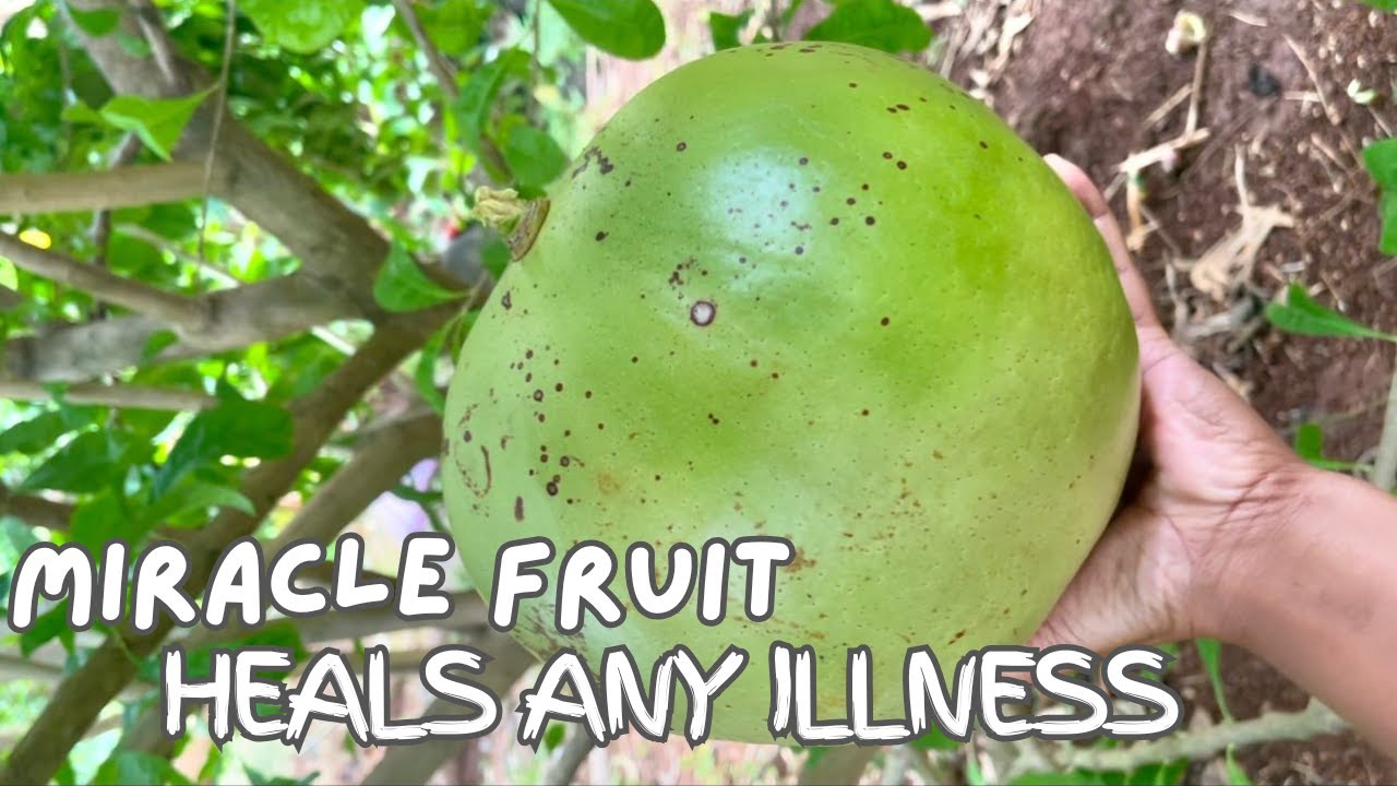 Calabash Miracle Fruit Heals Illness | Benefits of Miracle Fruit Juice ...