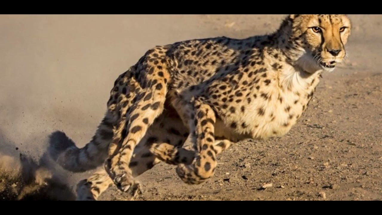 Chita Bagh ka video like comment share and subscribe my YouTube ...