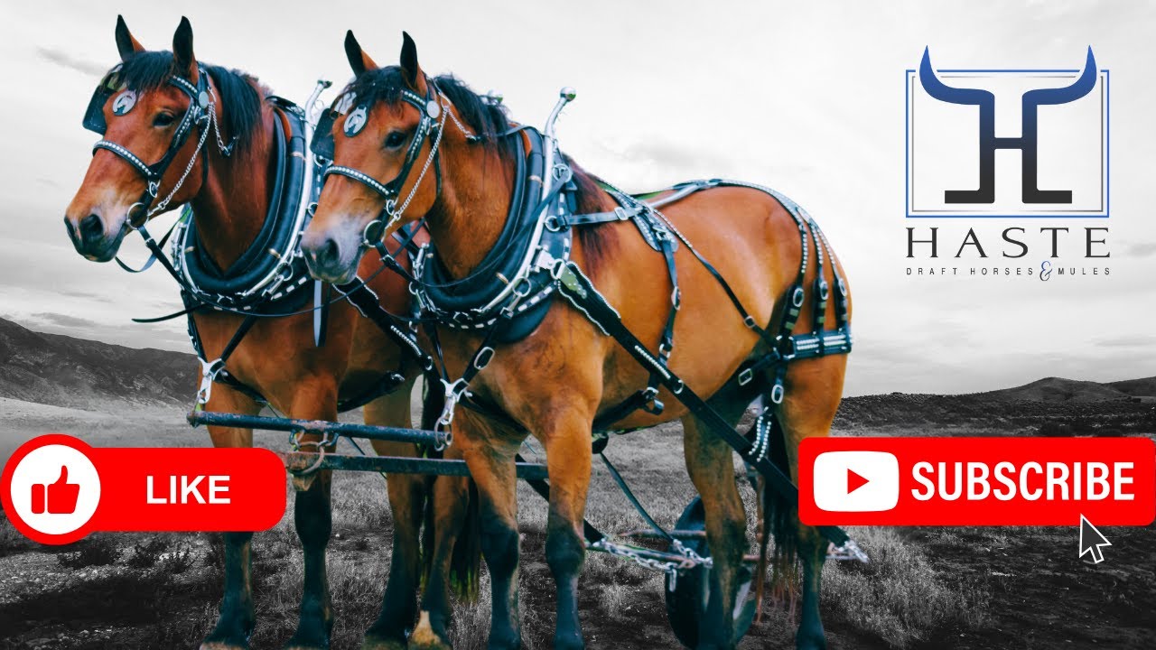What Happens When You Mix 2 Draft Horse Breeds? - YouTube