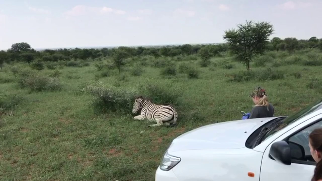 Zebra recovery - Video 5 - YouTube