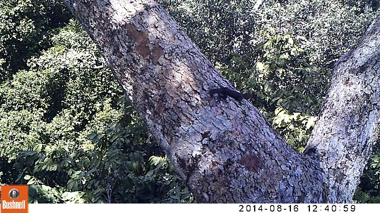 Rarely found lizard in the rainforest canopy - caught on a camera trap ...