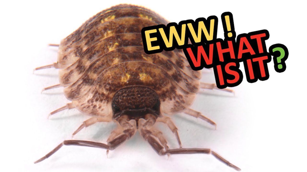 Eww! What Is It? (Video 4) - YouTube
