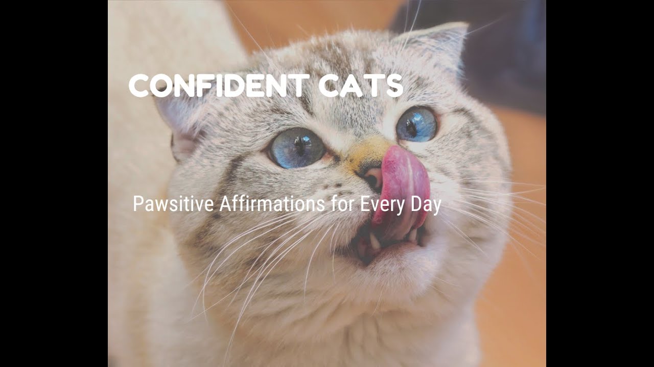 Affirmations for Being Pawsitively Confident - YouTube