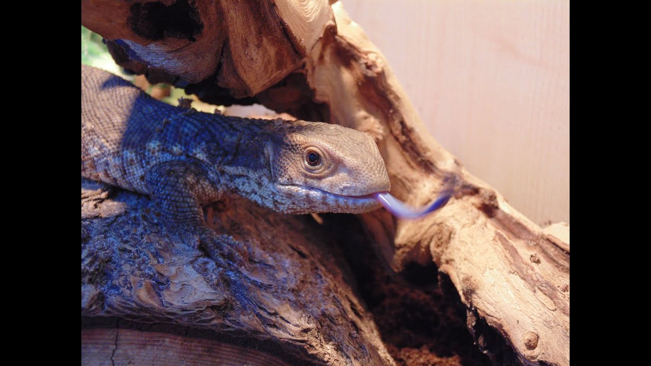 Bosc Monitor Handling and Update - YouTube