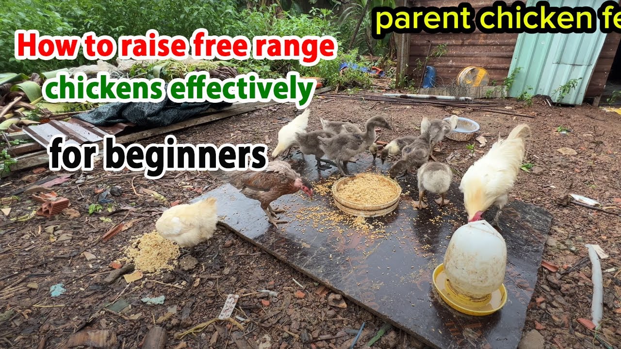How to raise free range chickens effectively - raising baby chickens ...