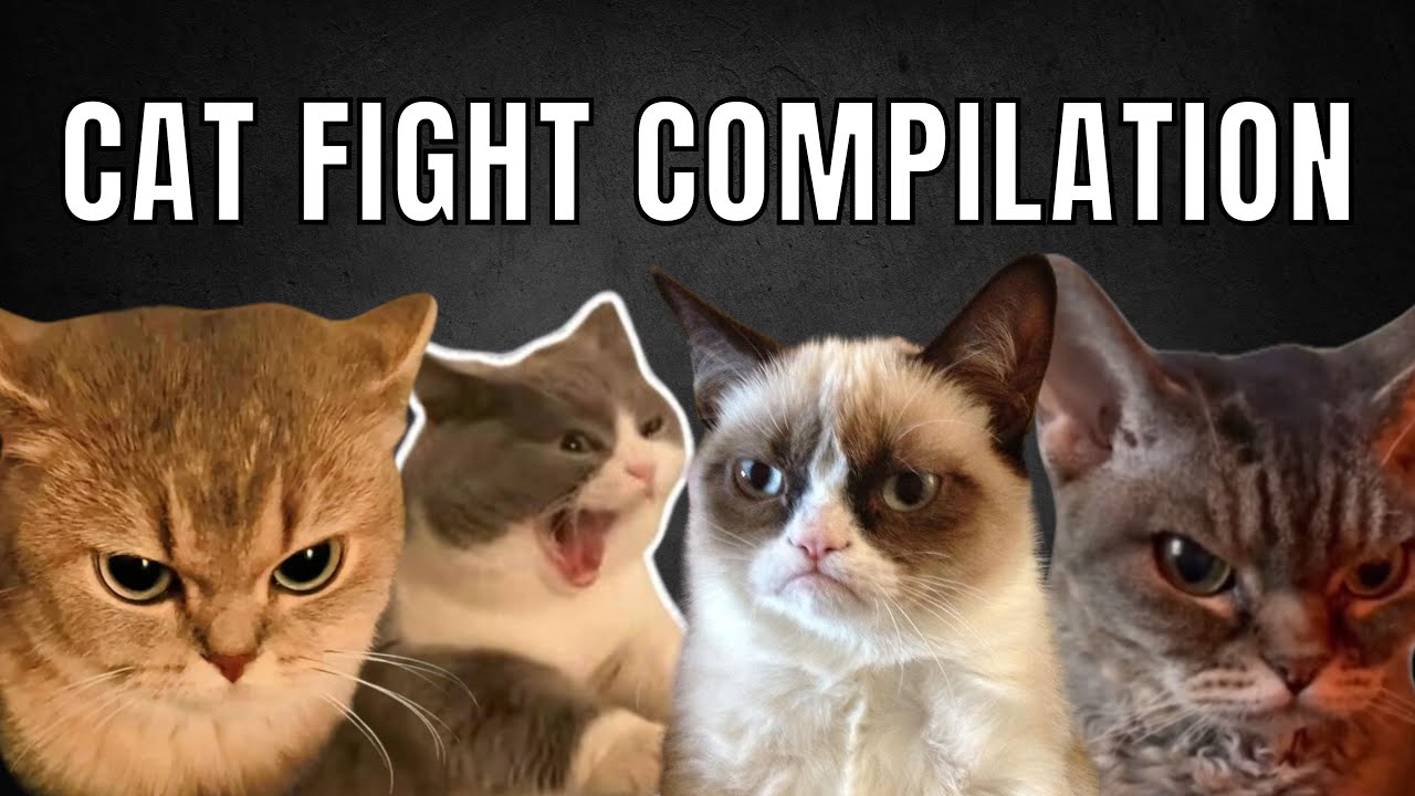 Cats Fighting Compilation - YouTube