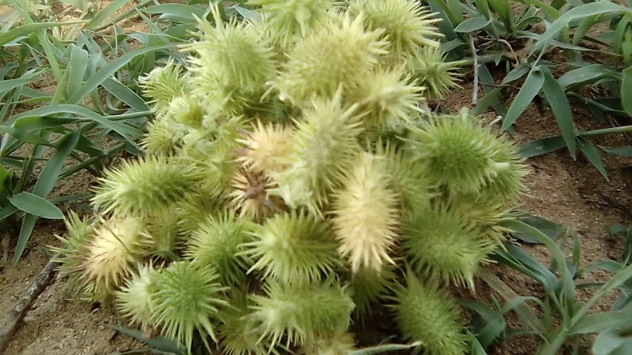 A lot of prickly sticky raw fruit - YouTube
