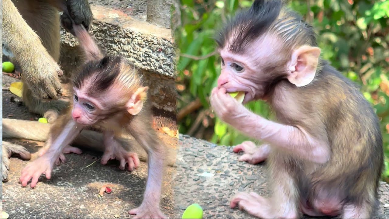 Adorable Baby Kimi Monkey learn to eat food #monkeybaby #wildlife # ...
