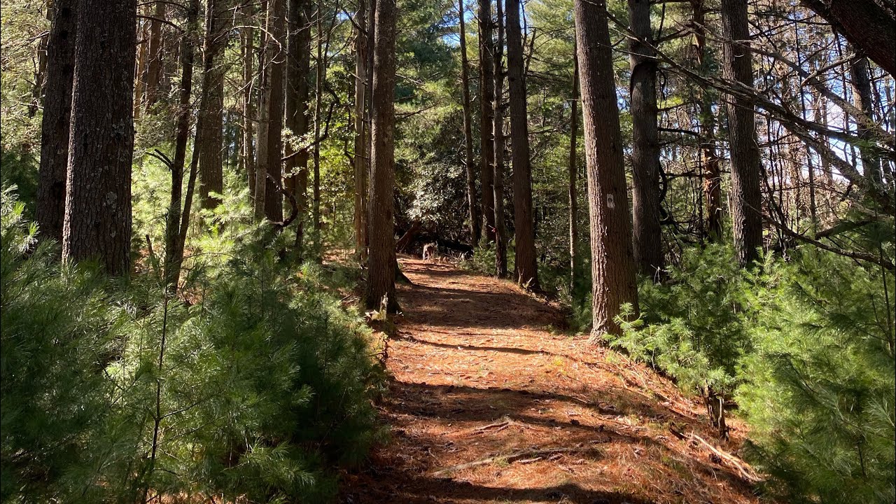Spring Walk with Oliver, March 2024, Sparta NC - YouTube