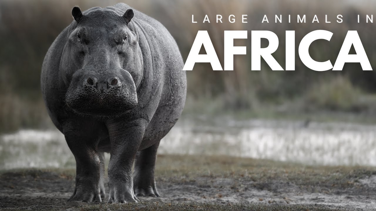 #Hippo #documentary #wildlife #wilexploresu - YouTube