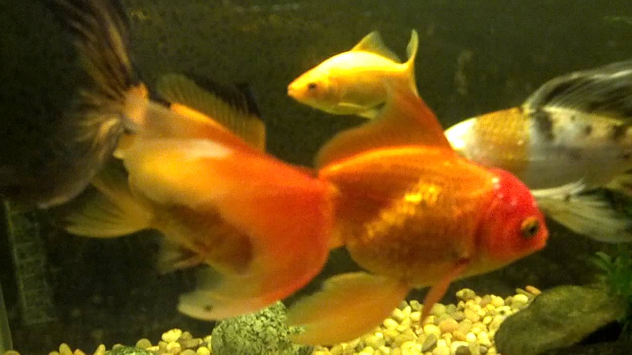 Fish with 3 eyes - YouTube